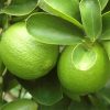 Limão Doce – Paraiso das Plantas