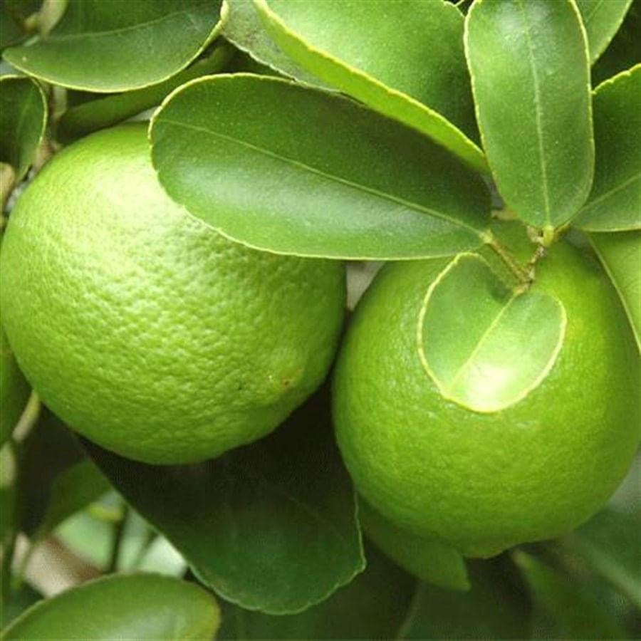 Limão Doce – Paraiso das Plantas