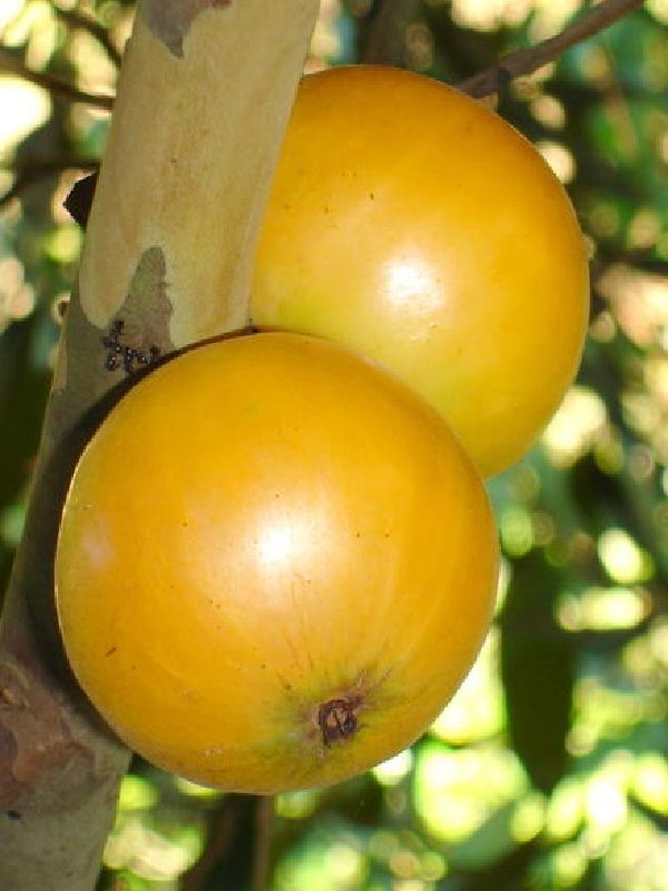 Cambucá – Paraiso das Plantas