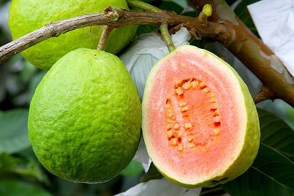 Goiaba Tailandesa – Paraiso das Plantas