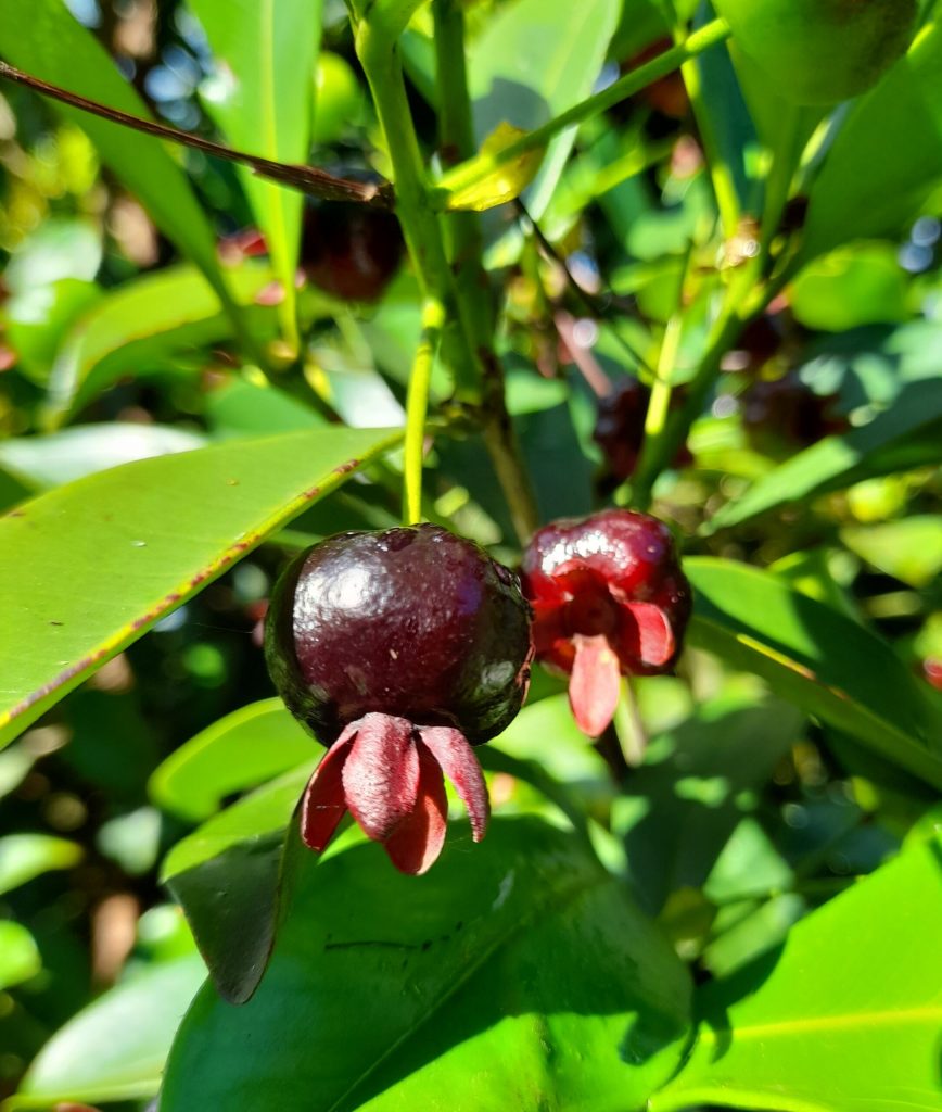 Grumixama – Paraiso das Plantas