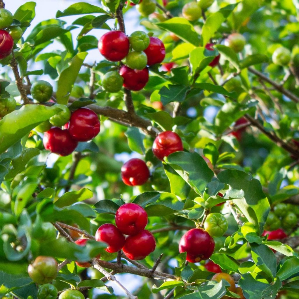 Acerola – Paraiso das Plantas