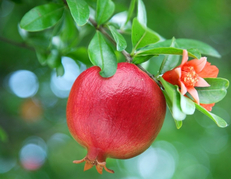 Romã – Paraiso das Plantas