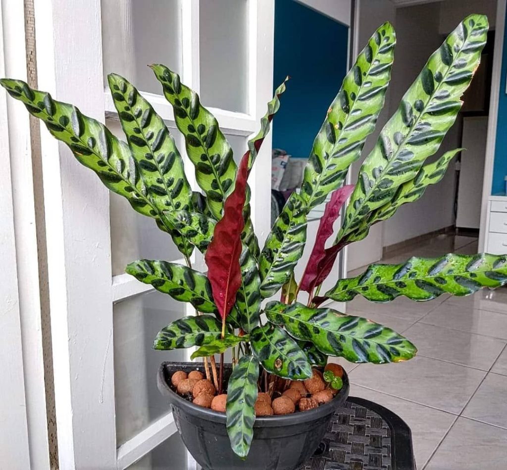 Maranta – Paraiso das Plantas