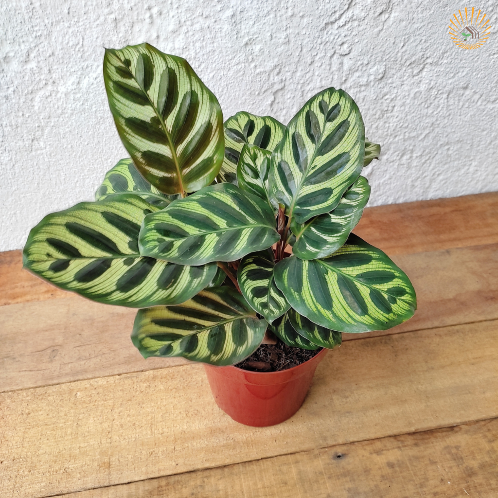 Maranta – Paraiso das Plantas